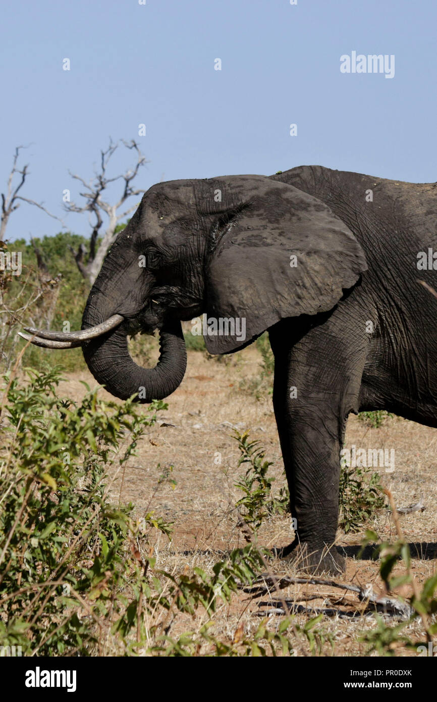 African elephant profile blue sky hi-res stock photography and images ...