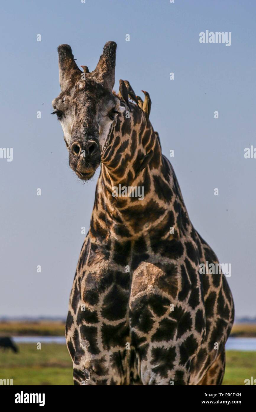 Funny giraffe hi-res stock photography and images - Alamy