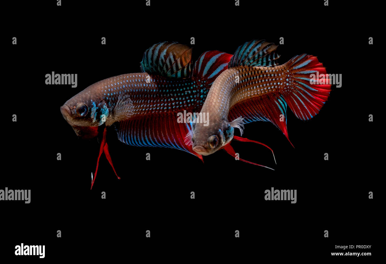 Betta fish Fight in the aquarium Stock Photo - Alamy