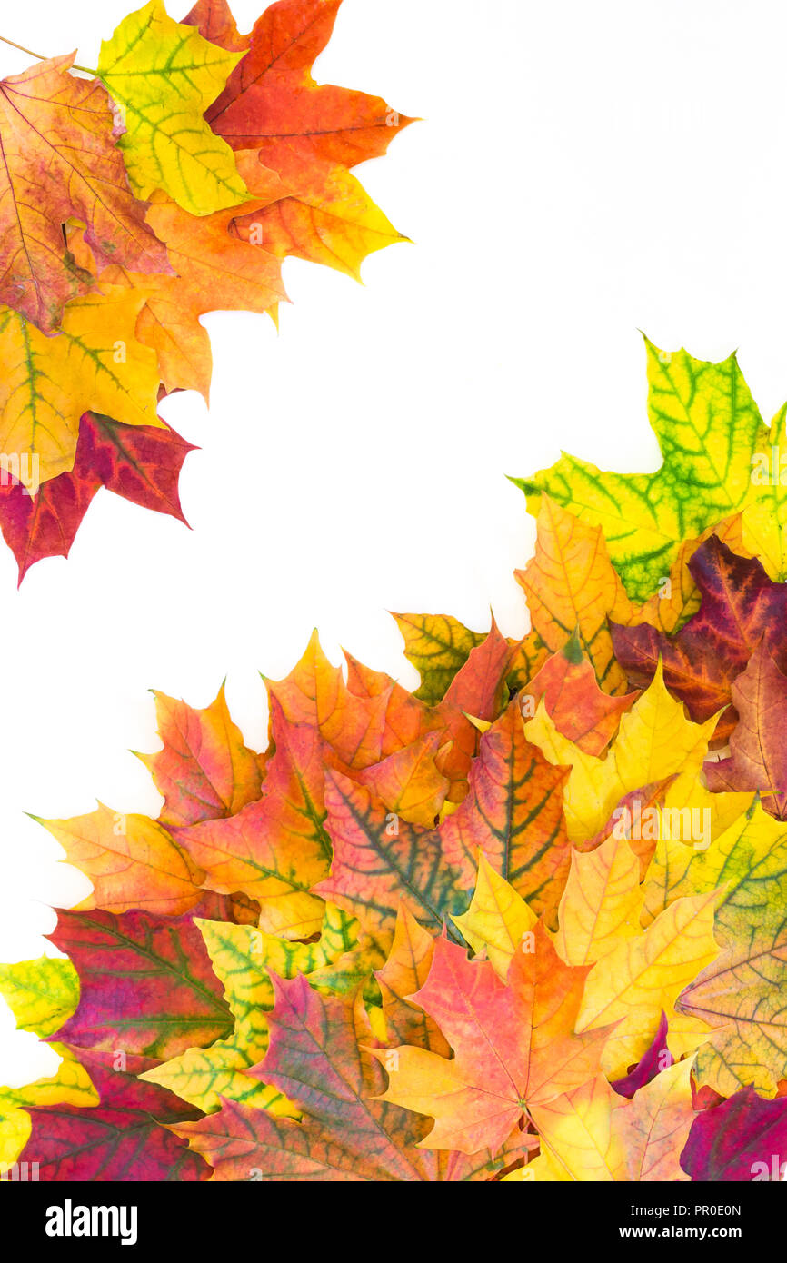 Autumn colorful leaves as border with white space for text. Top view ...