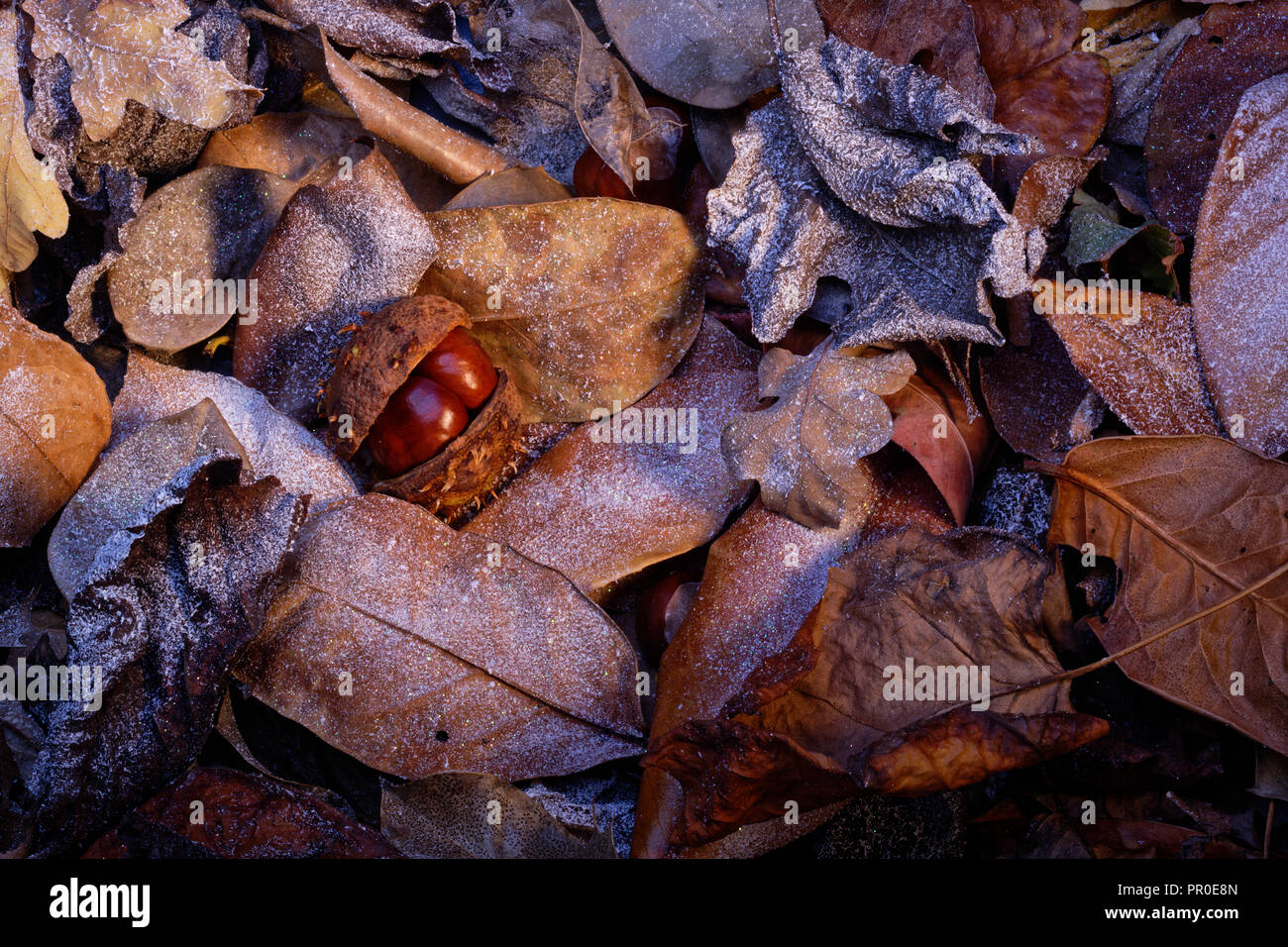 Conkers shell hi-res stock photography and images - Alamy