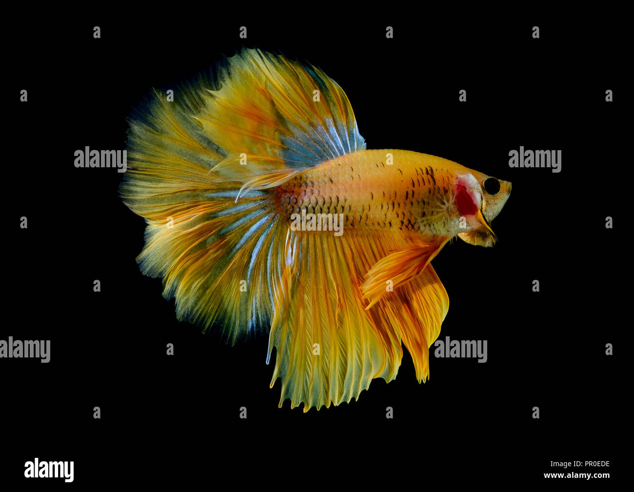 betta Fish in the aquarium Stock Photo - Alamy