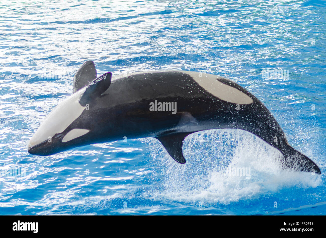 a jumping orca in a blue sea Stock Photo - Alamy