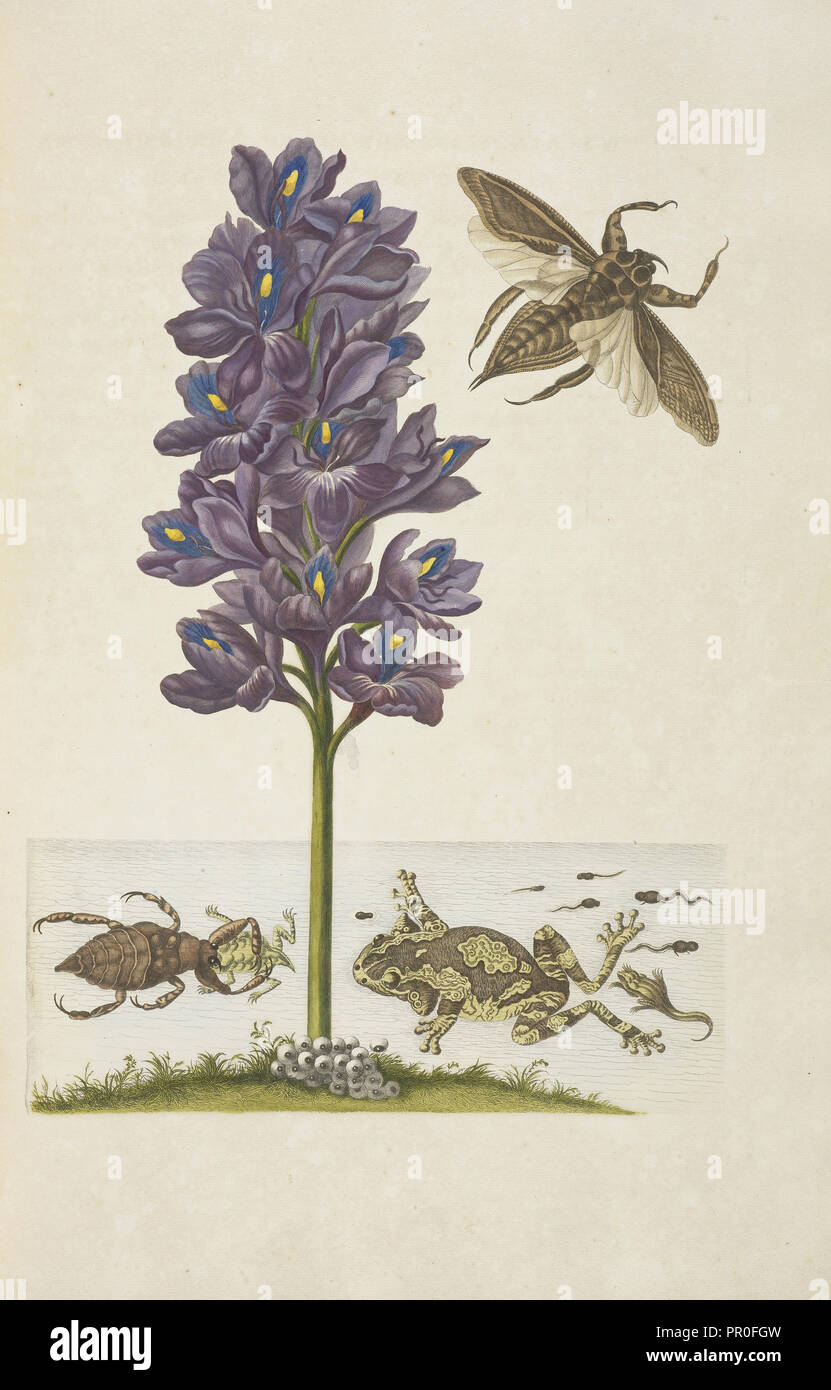 Water hyacinth, Eichhornia crassipes, with giant water bugs, Lethocerus ...