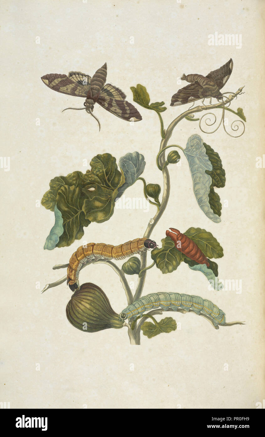 Branch of a fig tree, Ficus carica, with metamorphosis of fig sphinx ...