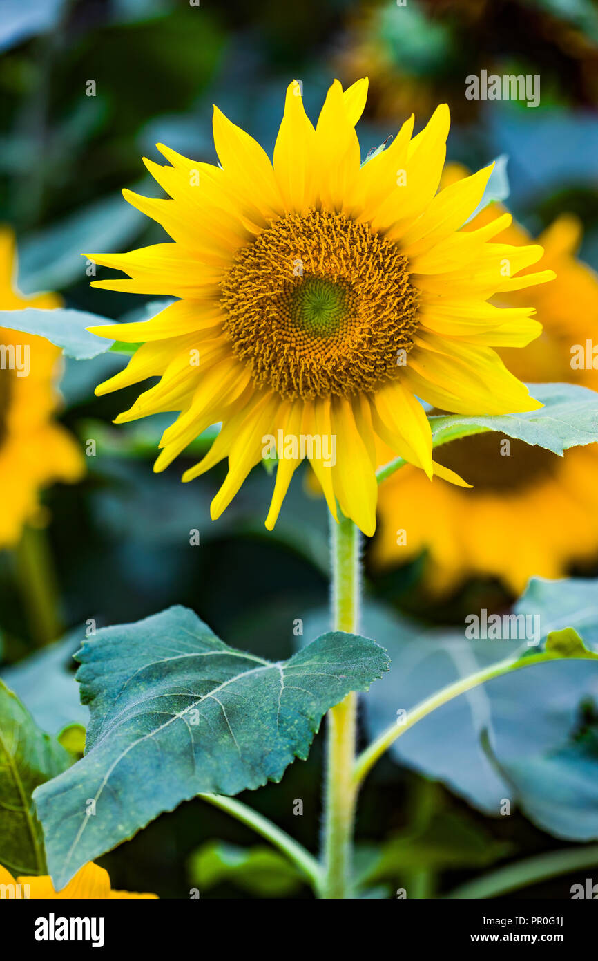 Close up of a solo colorful sunflower in a garden Stock Photo - Alamy
