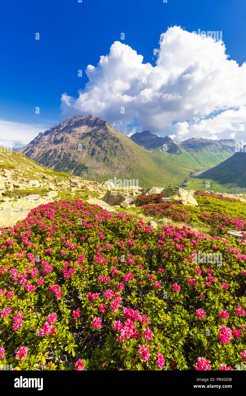 Val dal hi-res stock photography and images - Alamy