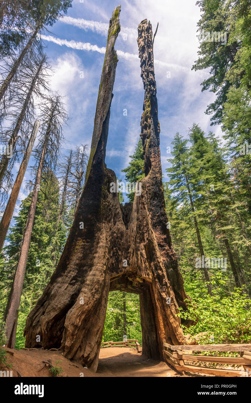 Tuolumne Grove of Giant Sequoias, Yosemite Valley, UNESCO World ...