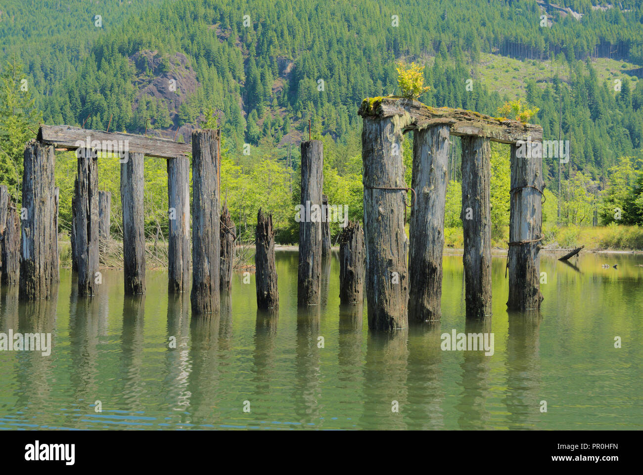 Remains of an old dock at the north end on Stave Lake, Mission, British ...