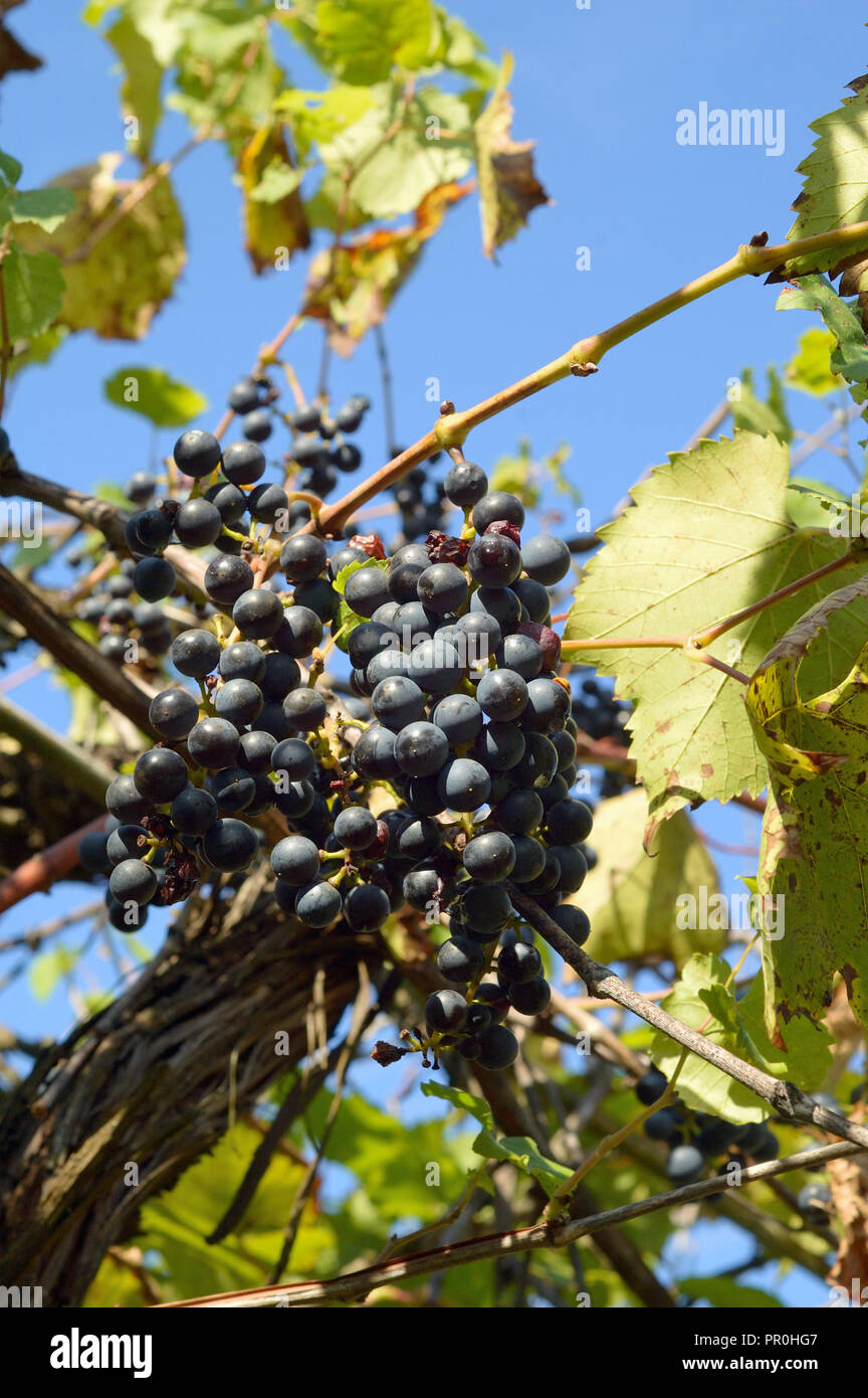 Blue dacha hi-res stock photography and images - Alamy