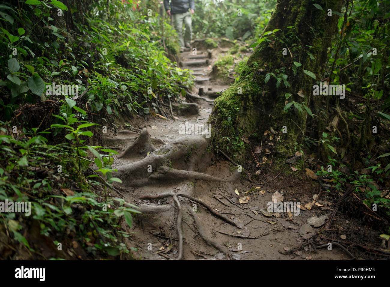 Tree roots along tourist trail in rainforest with a man walking in the ...