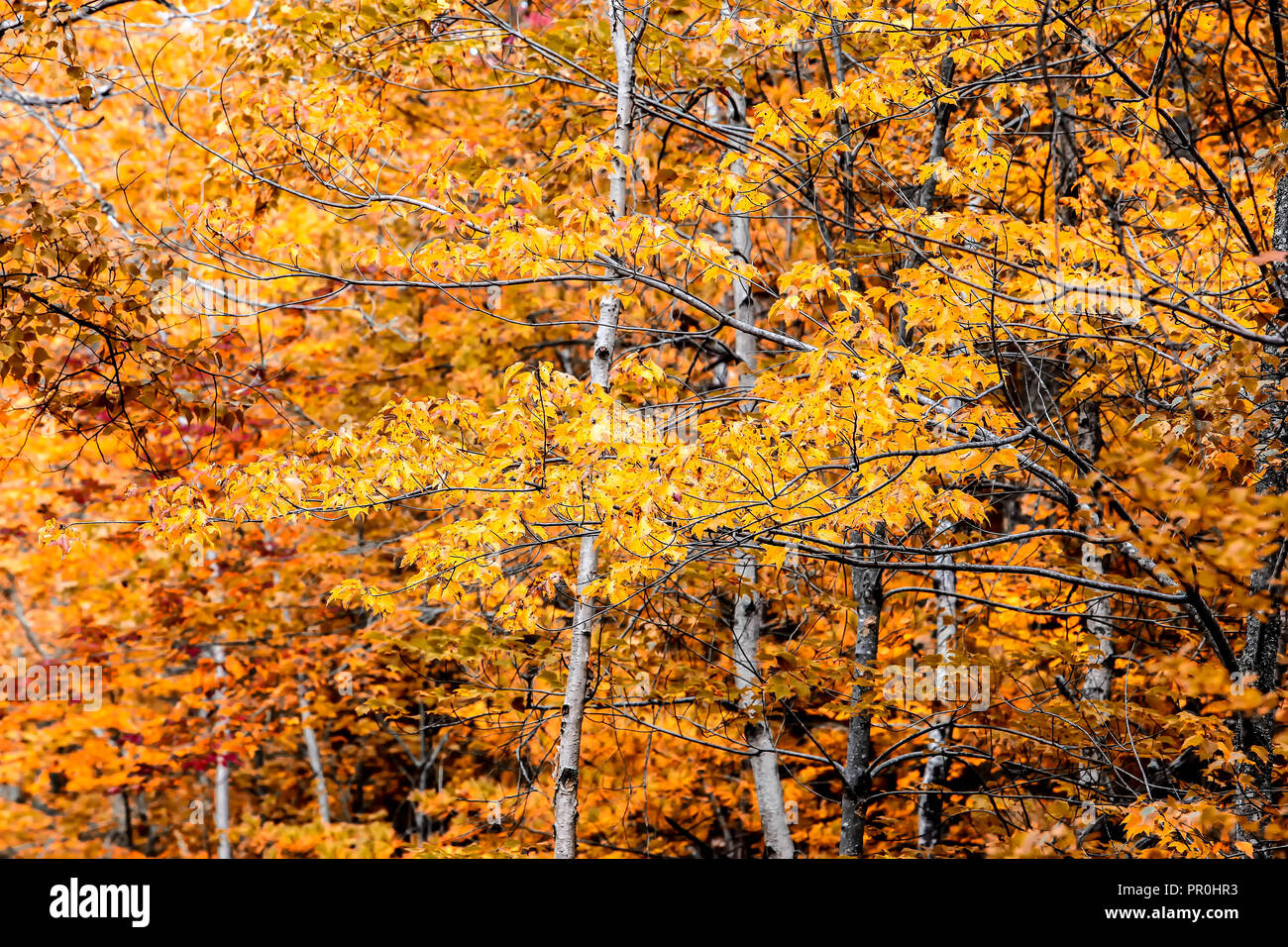 Autum colors hi-res stock photography and images - Alamy
