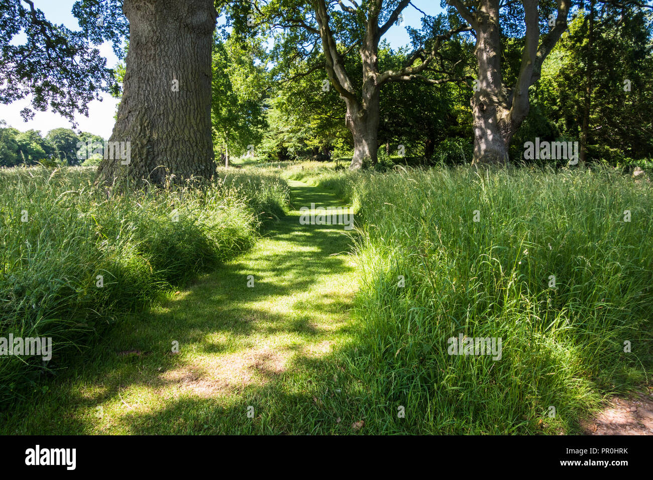 Country lane scene in Devon Stock Photo - Alamy