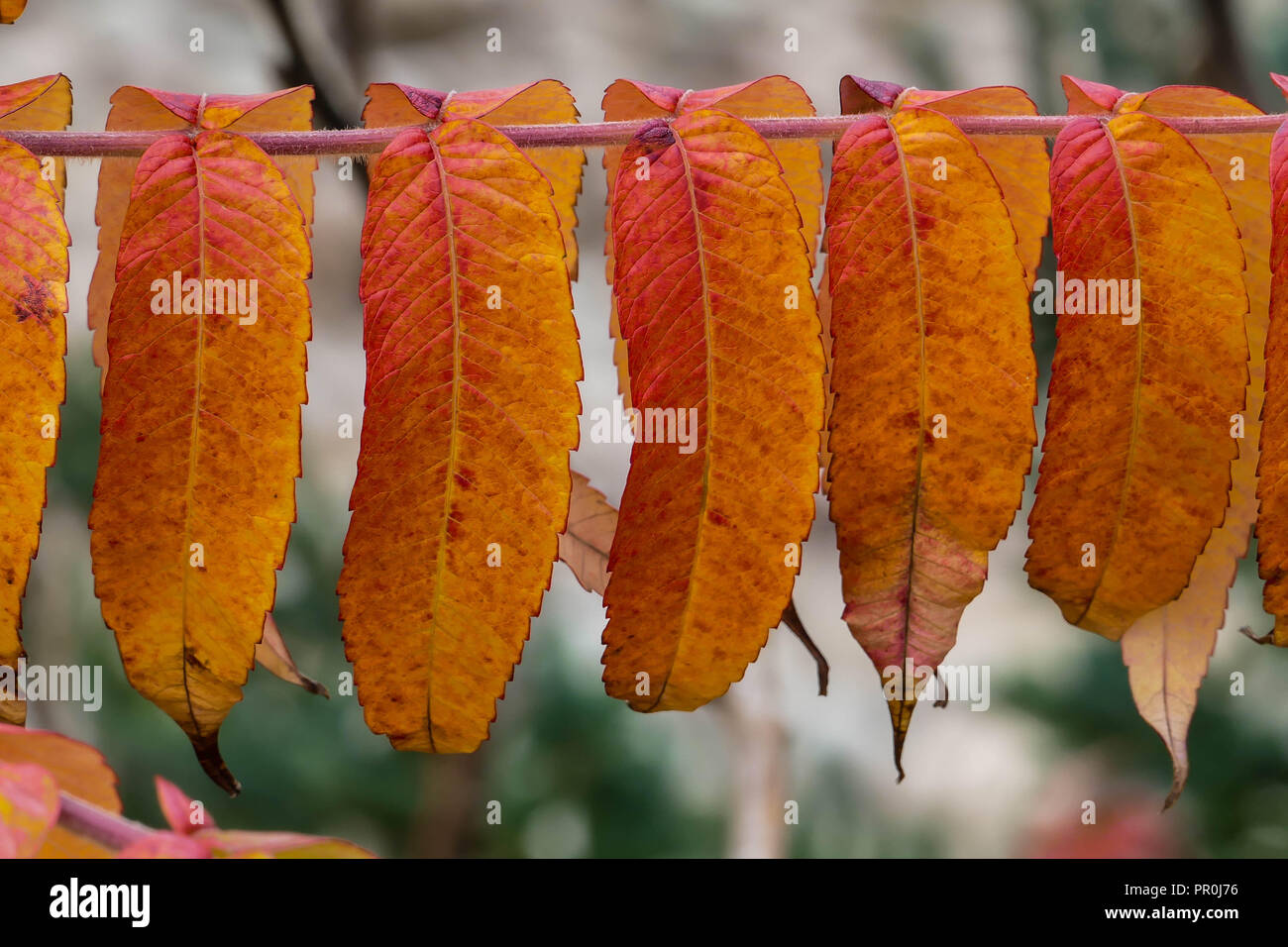 Maine autumn leaf detail hi-res stock photography and images - Alamy