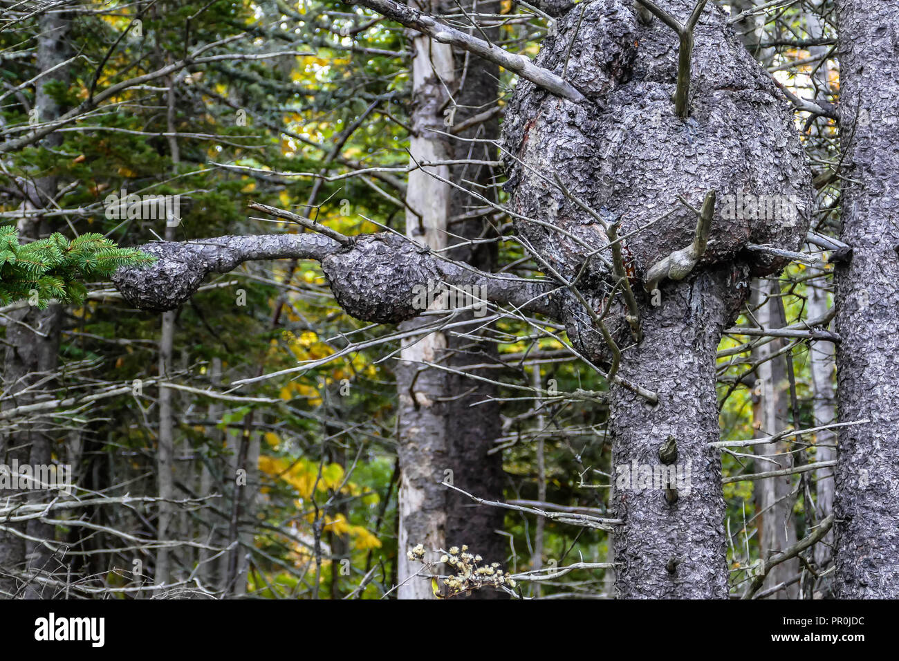 Burl wood hi-res stock photography and images - Alamy