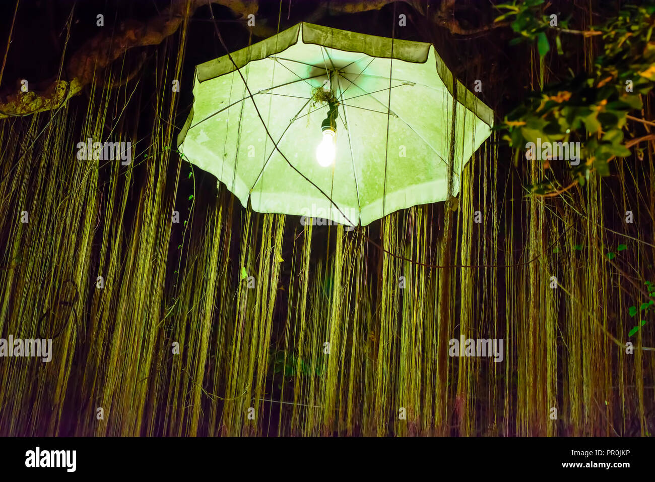 Light bulb beneath large tree roots Stock Photo - Alamy