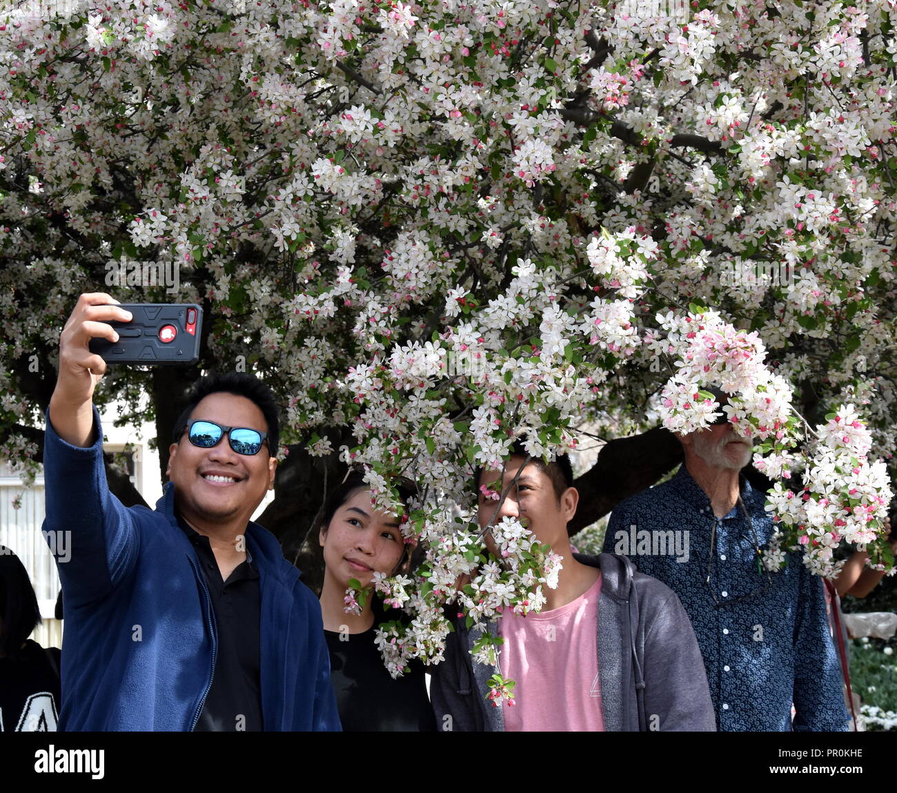 Bowral, Australia - Sept 22, 2018. People enjoy cherry blossoms and ...