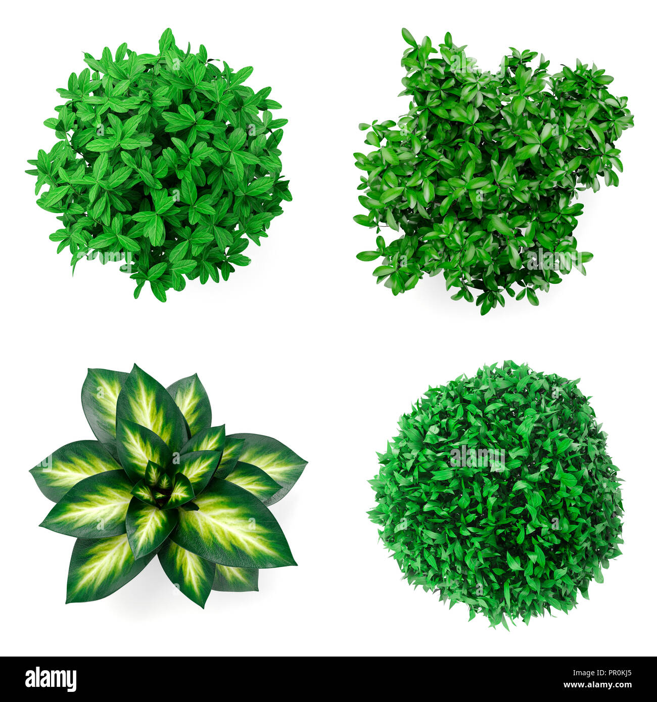 3d set of home plants on white background-top view Stock Photo - Alamy