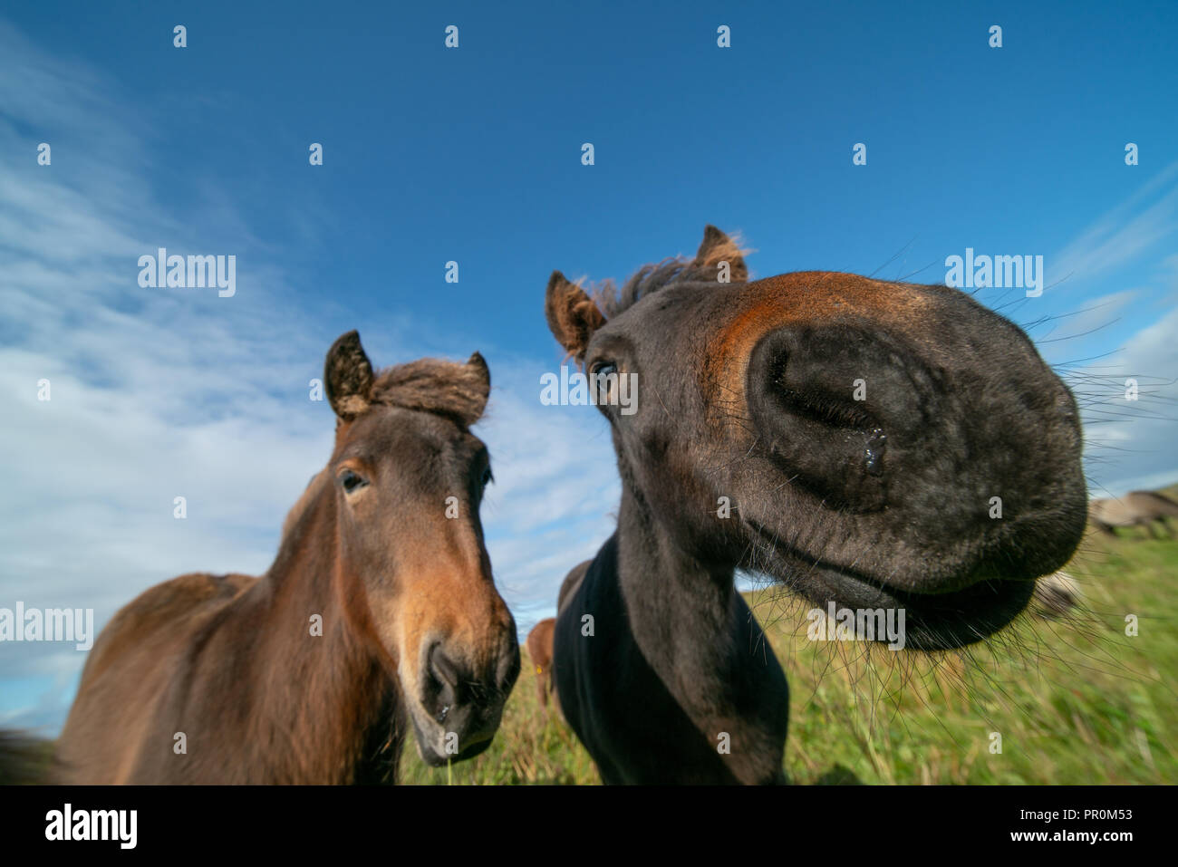 funny horse in fisheye lens and blue sky Stock Photo - Alamy