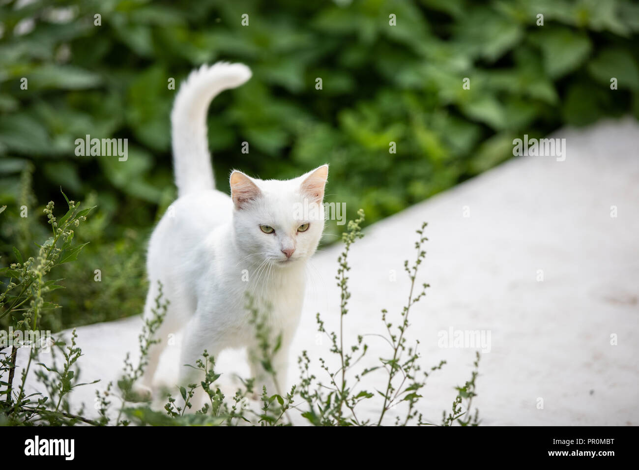 White beautiful cat in the morning light. Blurred green background with bokeh Stock Photo - Alamy