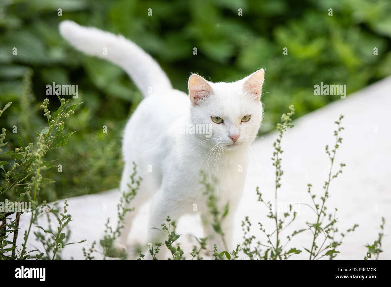 White beautiful cat in the morning light. Blurred green background with bokeh Stock Photo - Alamy