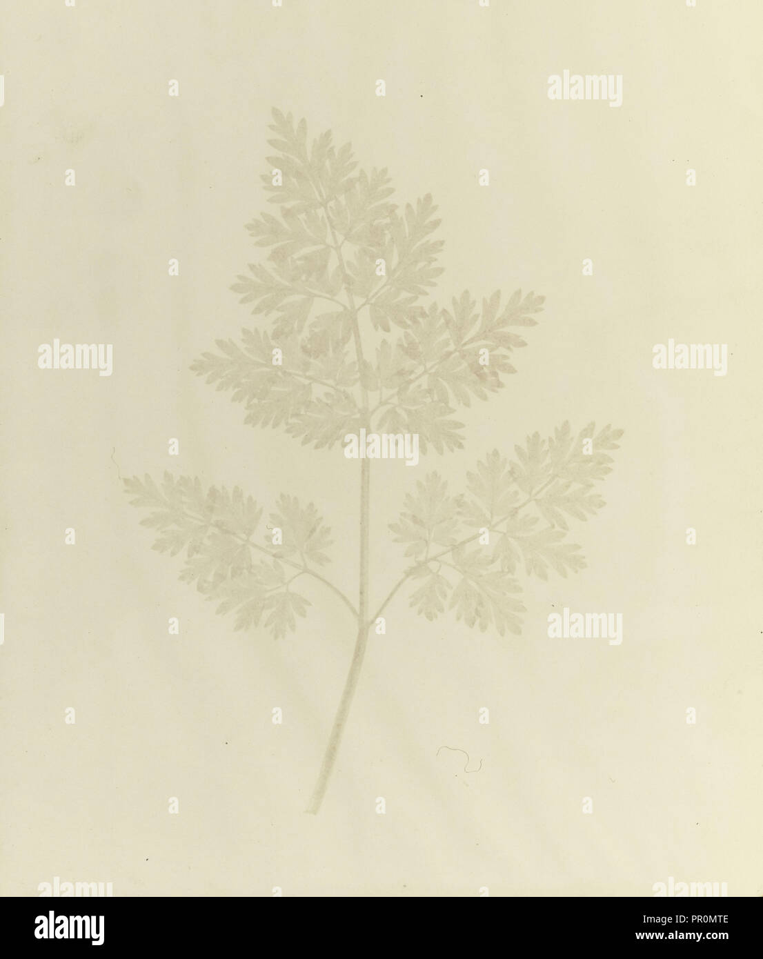 Leaf of a Plant; William Henry Fox Talbot, English, 1800 - 1877 ...