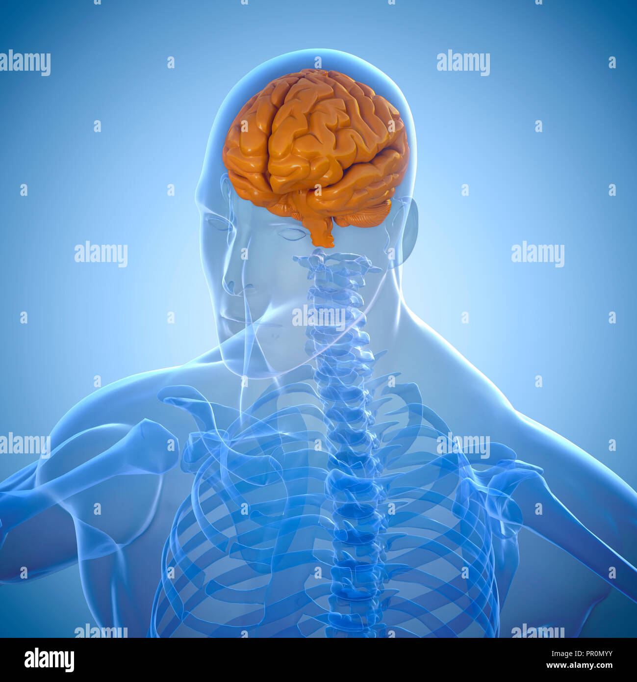 3d human skeleton and brain scan Stock Photo - Alamy