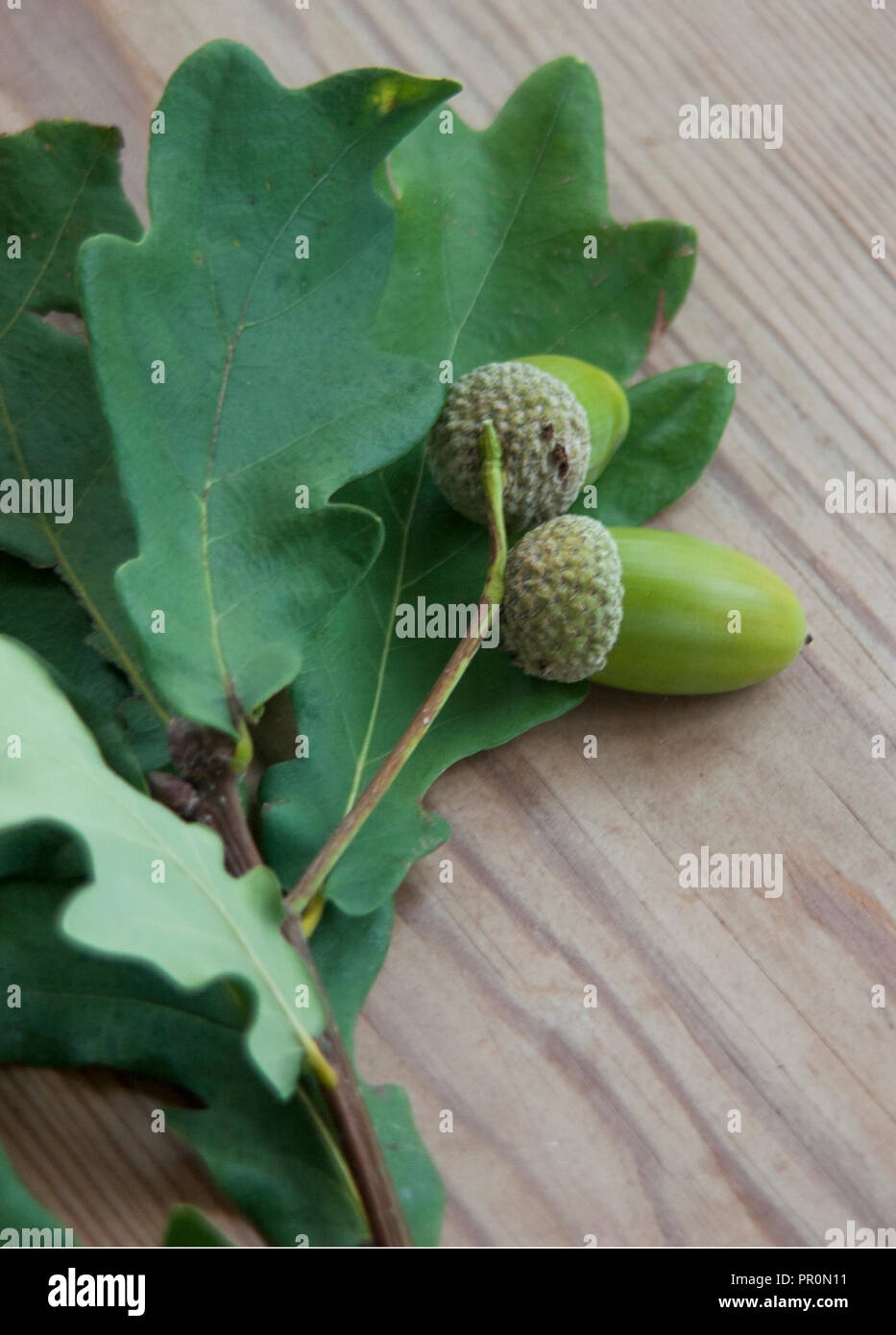 OAK LEAVES and acorn Stock Photo - Alamy