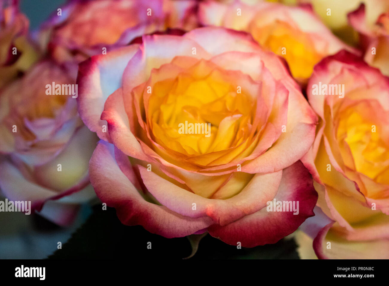Rose garden bride hi-res stock photography and images - Alamy