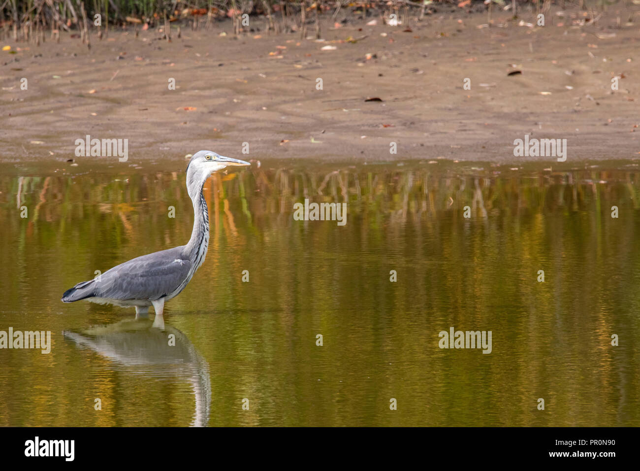 Nominatform High Resolution Stock Photography and Images - Alamy