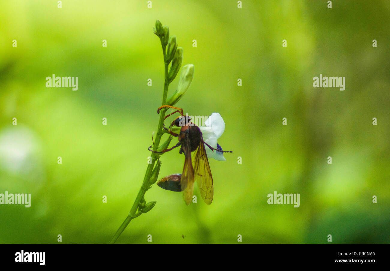 Nikon profesional hi-res stock photography and images - Alamy