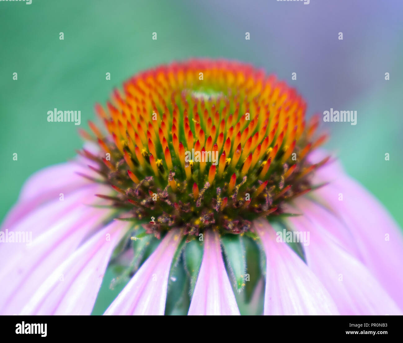 Coneflower plant hi-res stock photography and images - Alamy