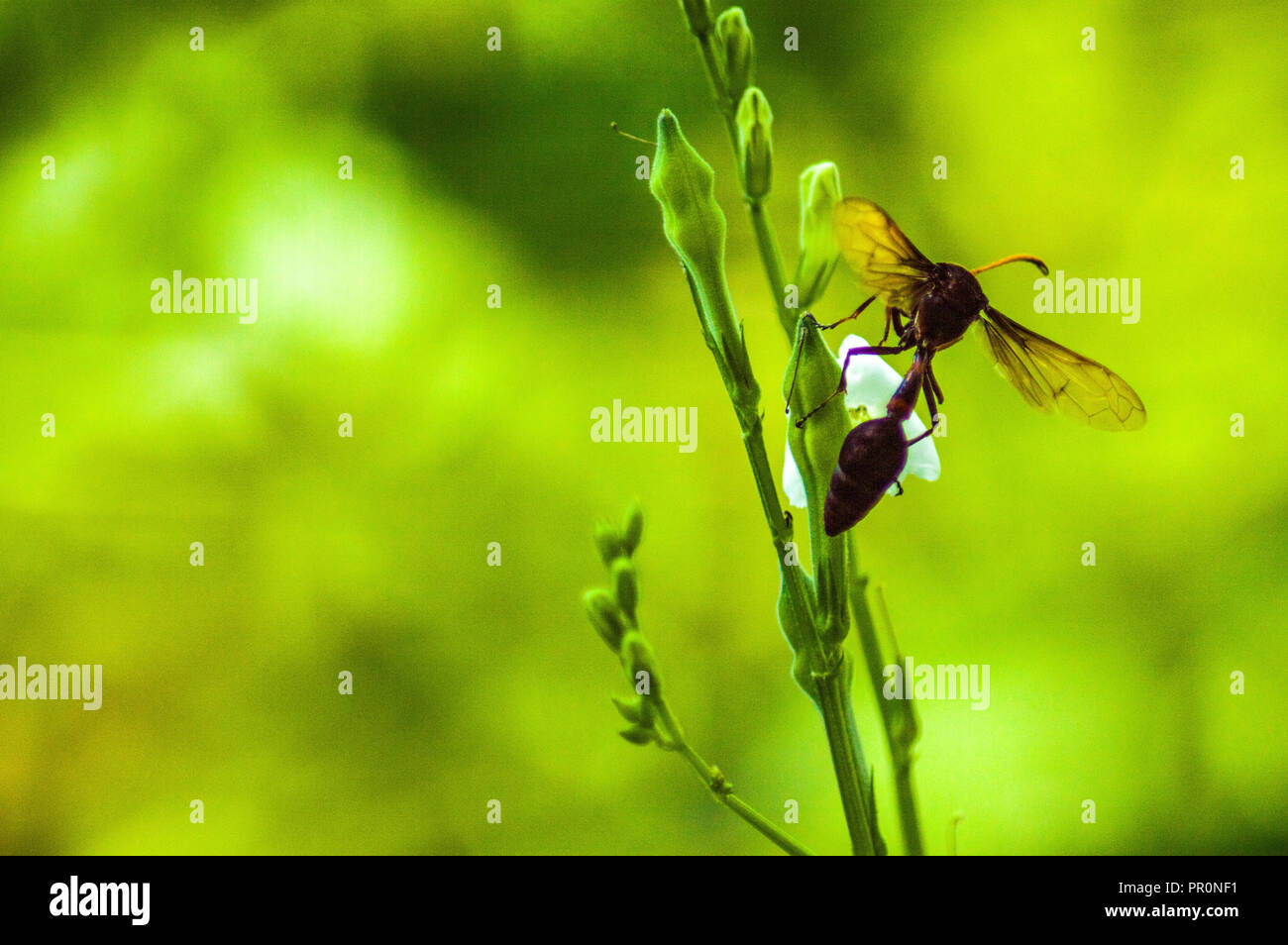 Bee soldier hi-res stock photography and images - Alamy