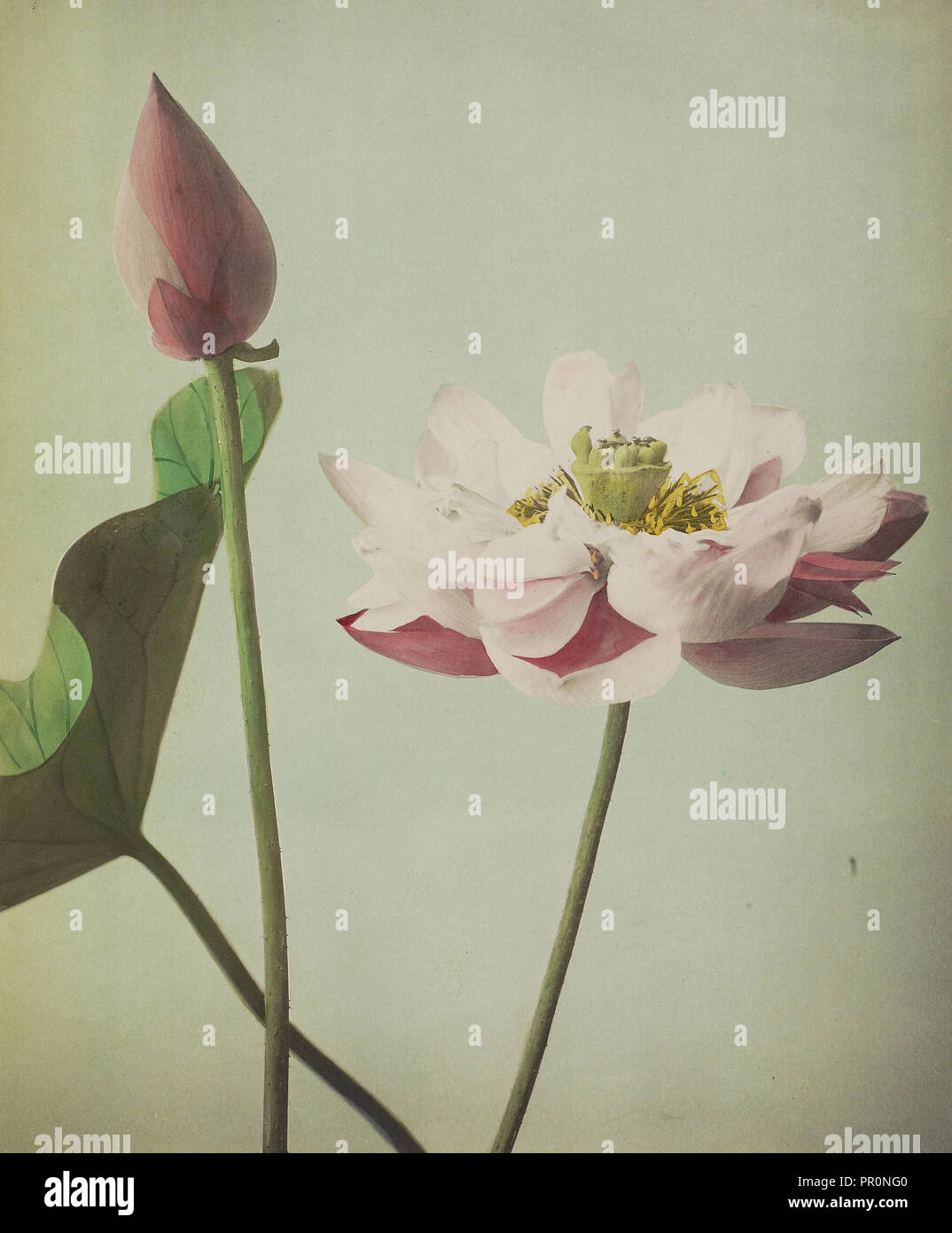 Japanese lotus hi-res stock photography and images - Alamy