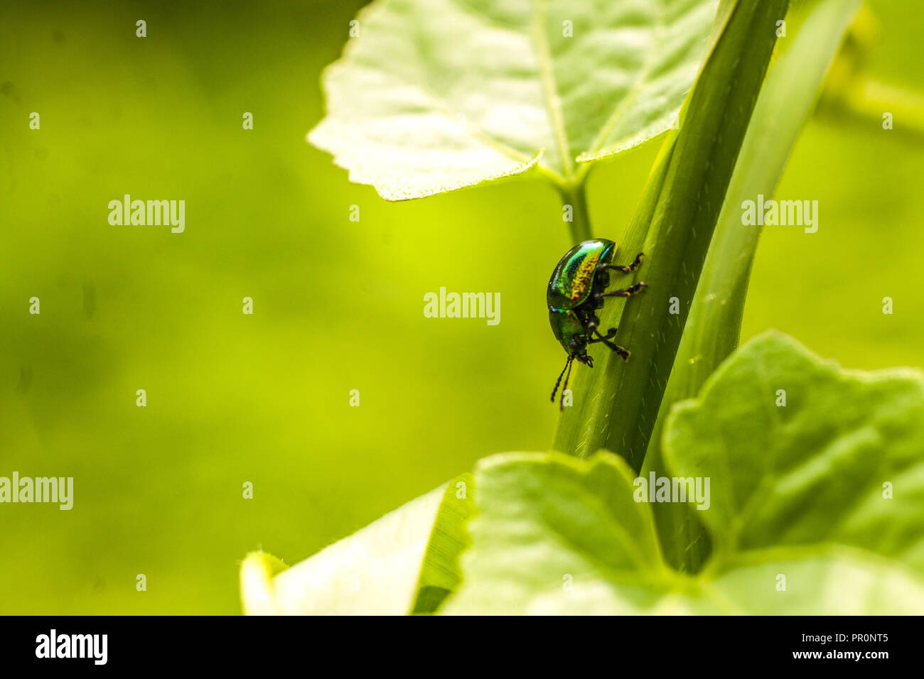 Bug attention hi-res stock photography and images - Alamy