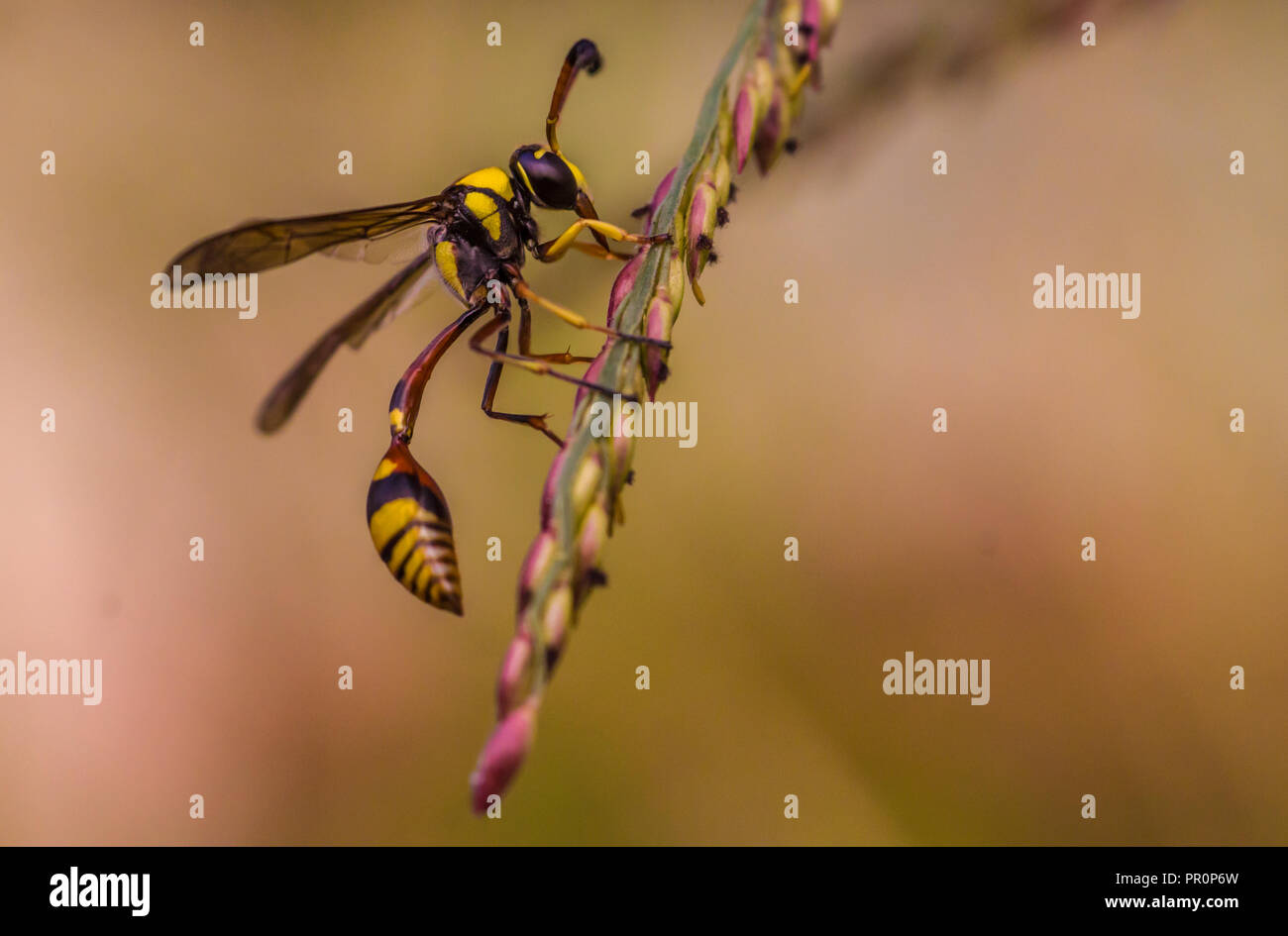 Unique fauna hi-res stock photography and images - Alamy