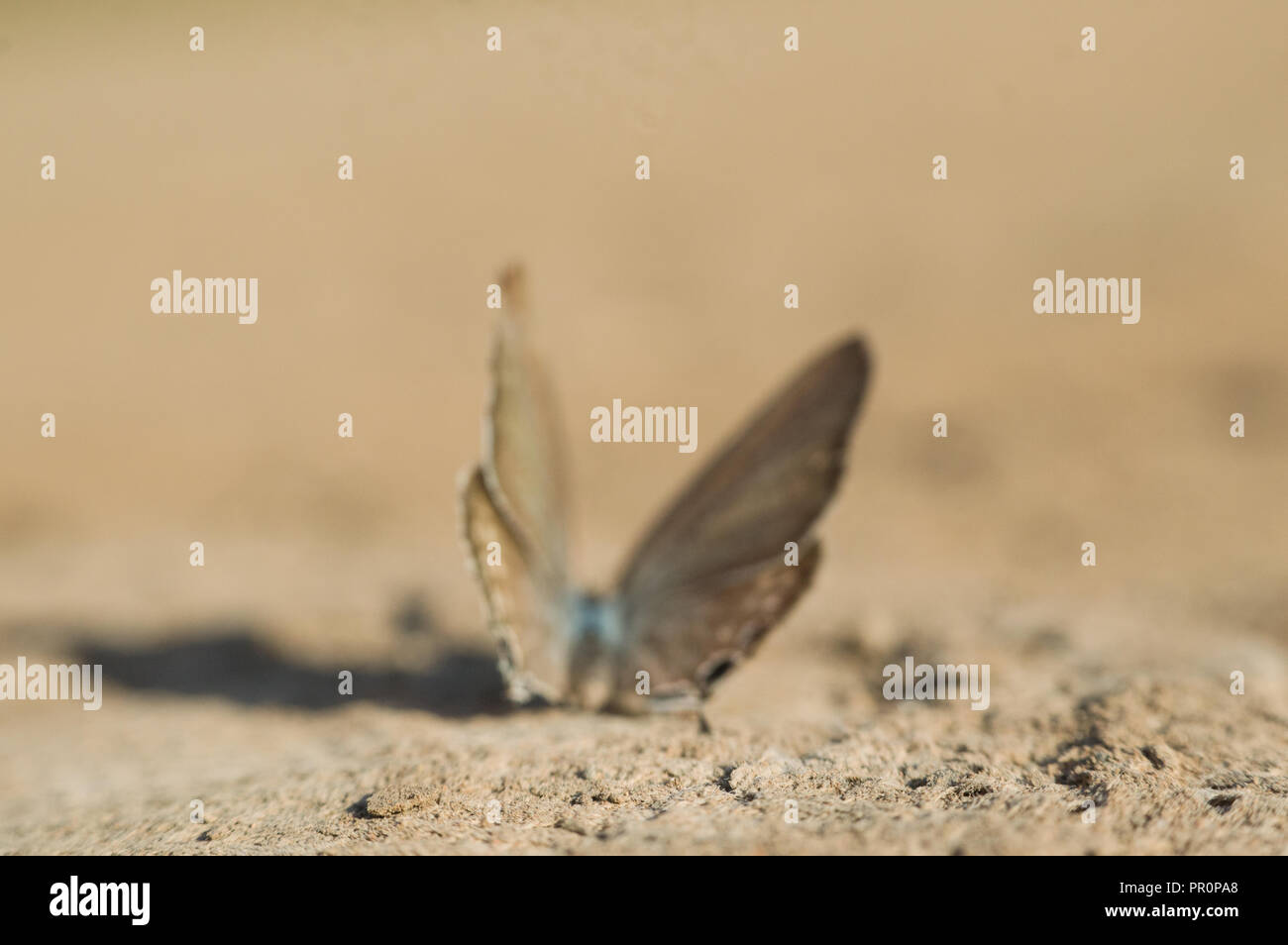 Grey butterfly hi-res stock photography and images - Alamy