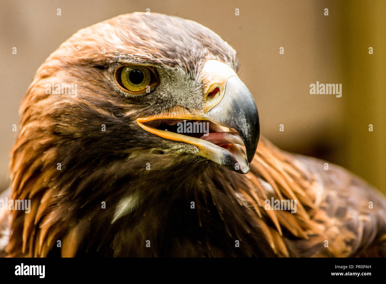 Golden eagle scotland hi-res stock photography and images - Alamy