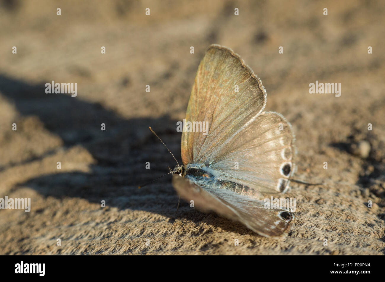 Grey butterfly hi-res stock photography and images - Alamy