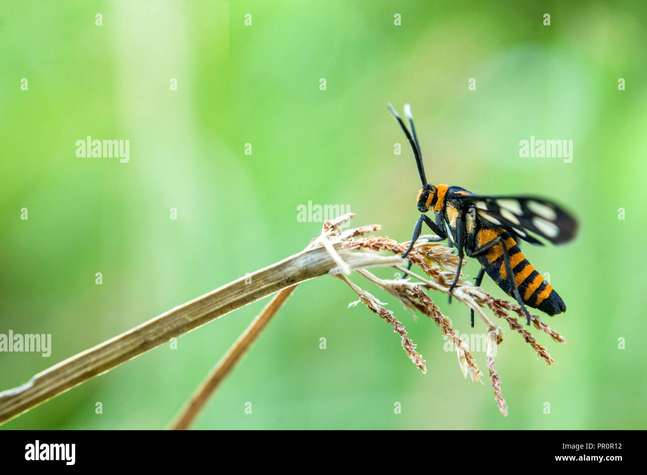 Digital butterfly life hi-res stock photography and images - Alamy