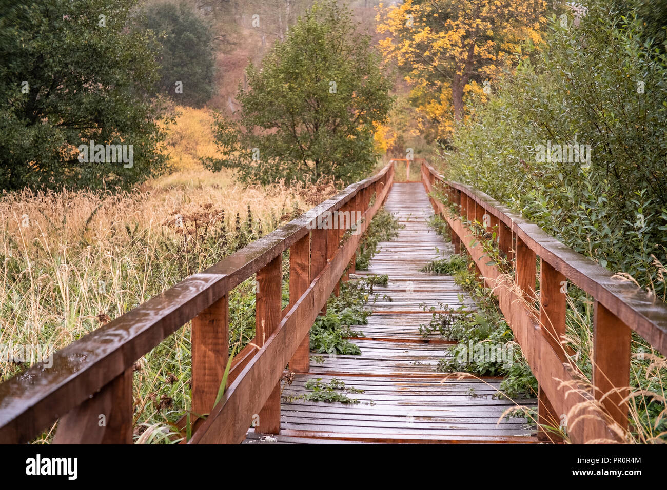 Wandern im regen wald hi-res stock photography and images - Alamy