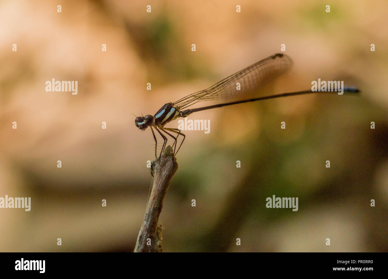 Damselfly is a kind of dragonfly which has small body and long thin ...
