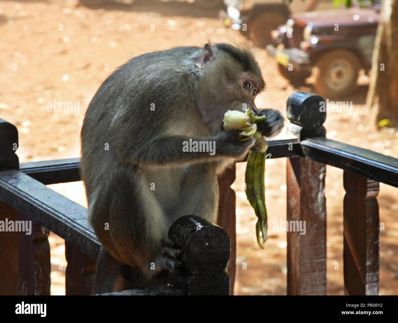 Monkey in Goa. India Stock Photo - Alamy
