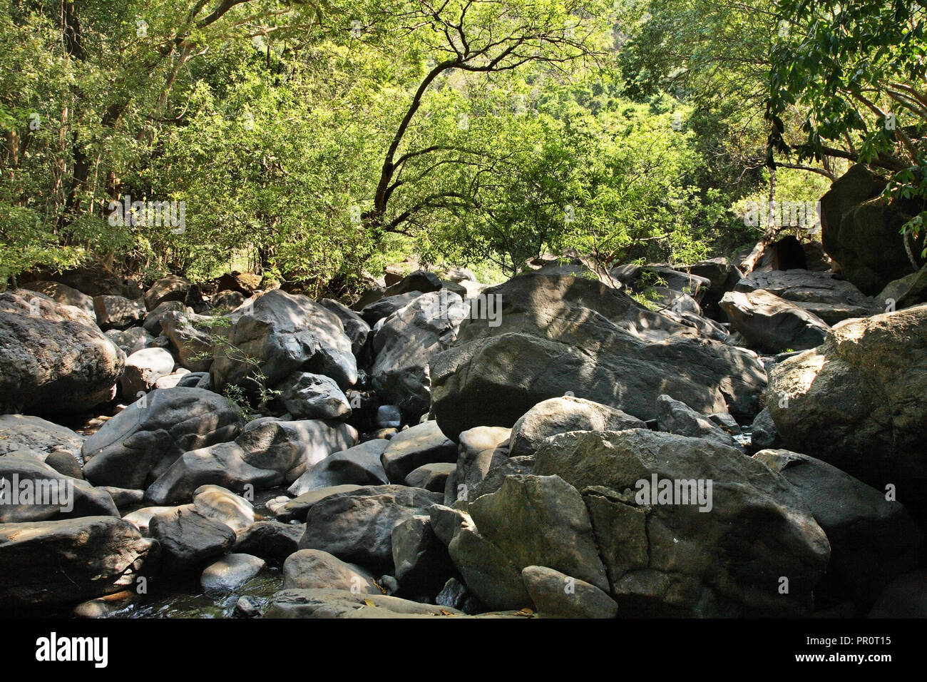 Jungle in Karnataka. India Stock Photo - Alamy
