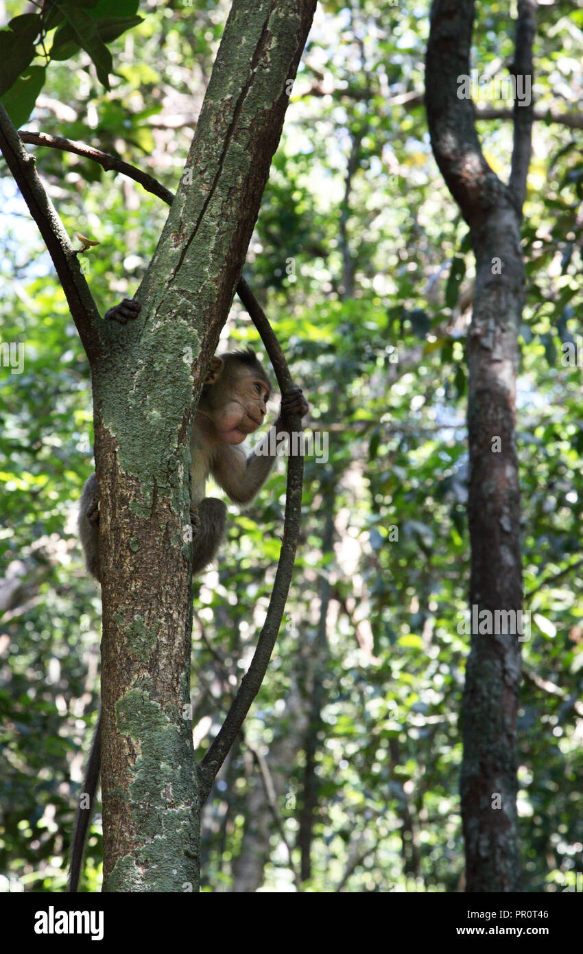Monkey in goa india hi-res stock photography and images - Alamy