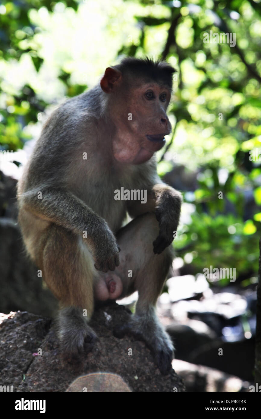 Monkey in goa india hi-res stock photography and images - Alamy