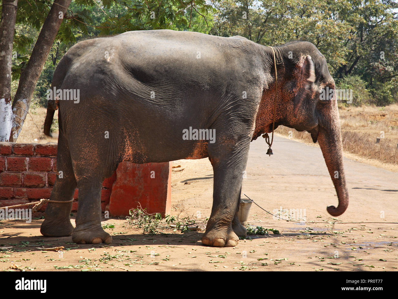Elephant in the Ponda. Goa. India Stock Photo - Alamy