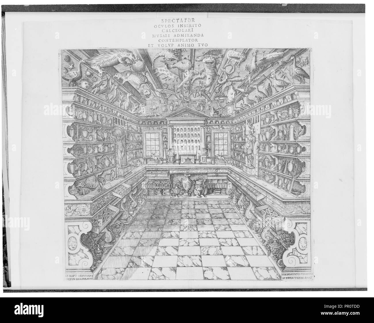 Calceolari hi-res stock photography and images - Alamy