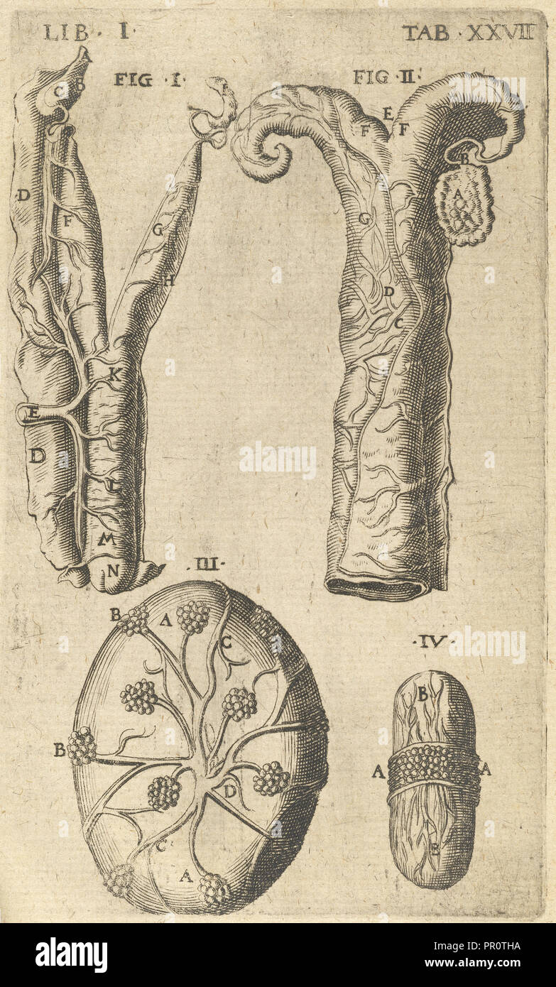 Fallopian tube hi-res stock photography and images - Alamy