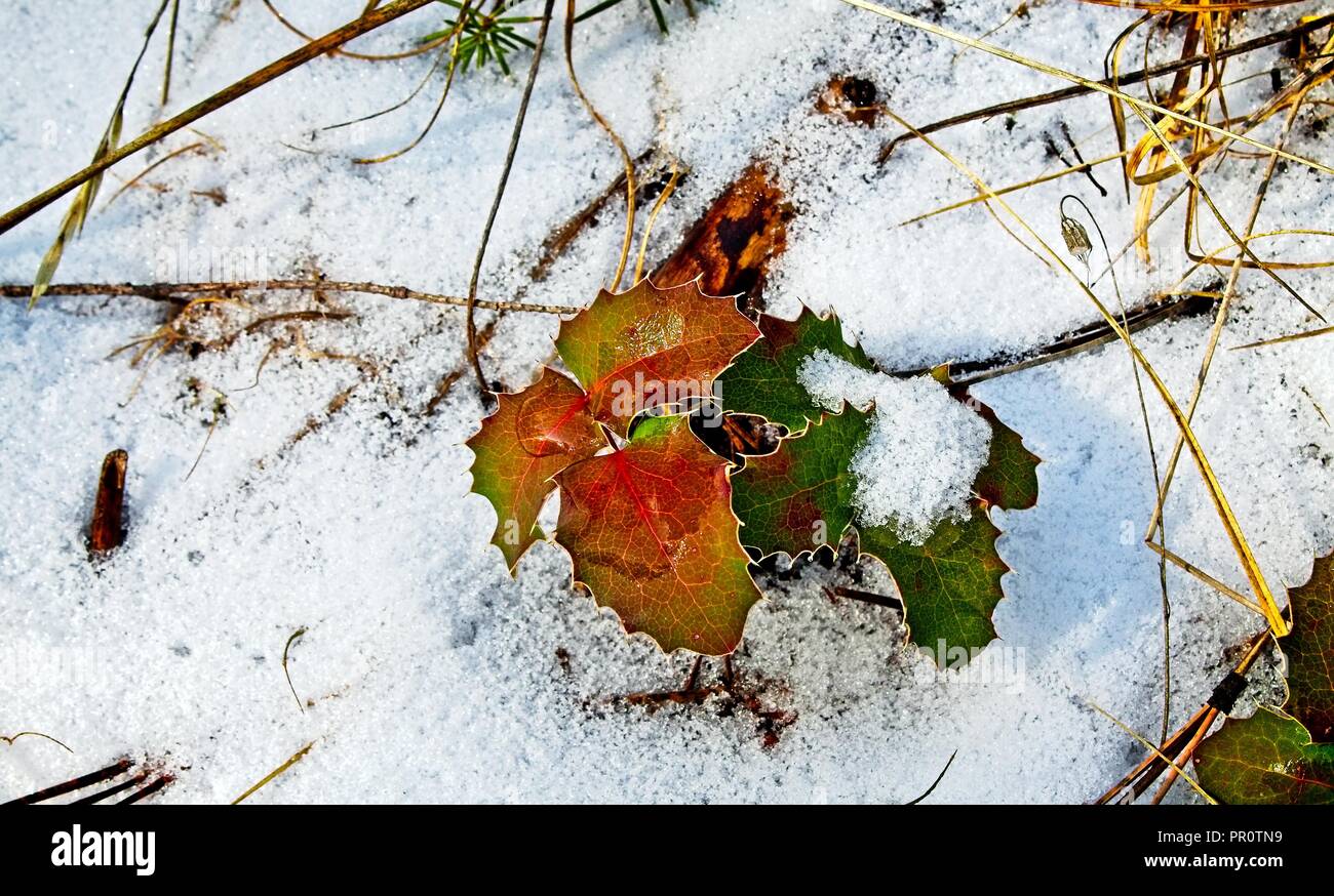 Spring of holly hi-res stock photography and images - Alamy